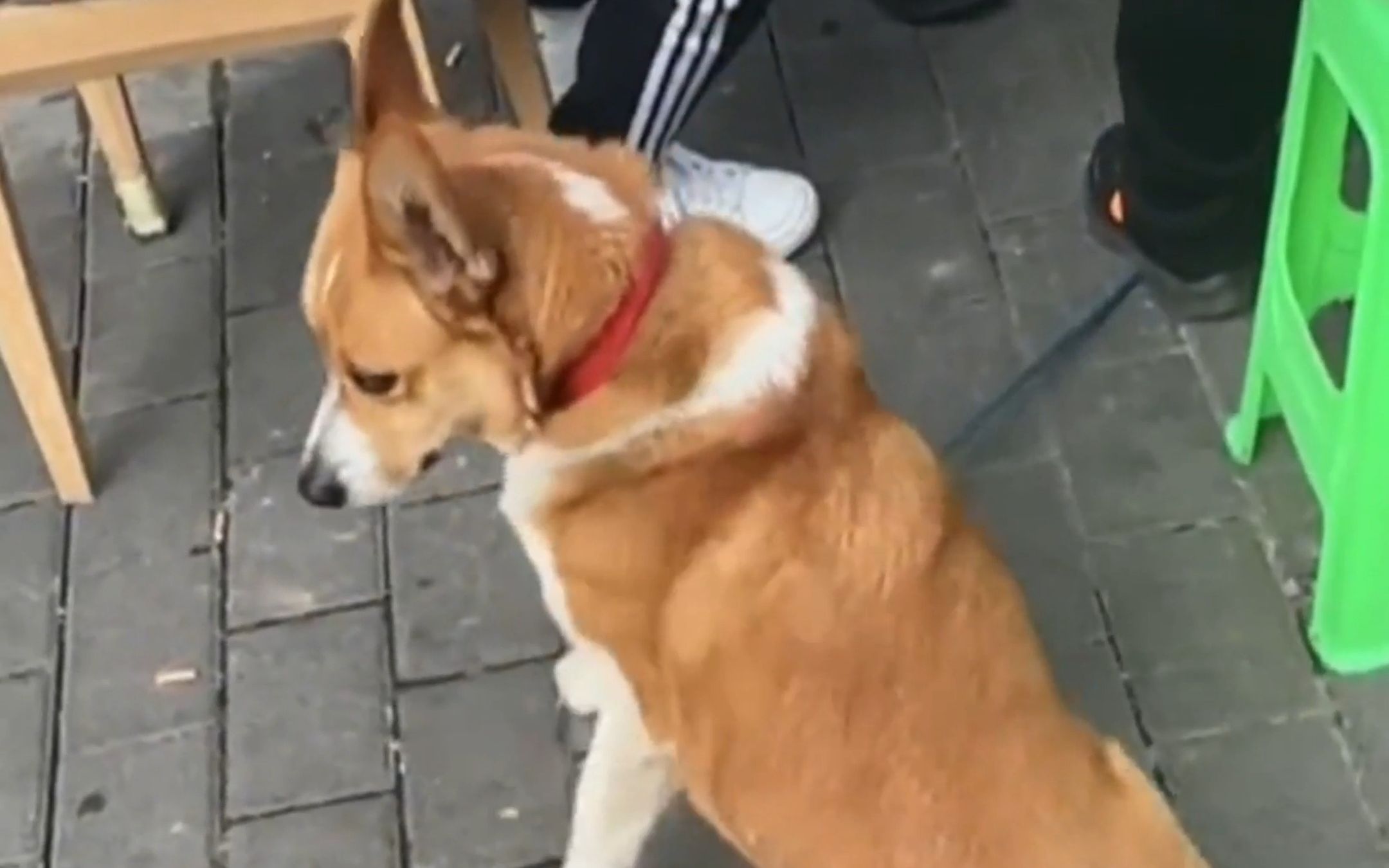 When a short-legged Corgi meets a long-legged Corgi. Little Corgi: Dude ...