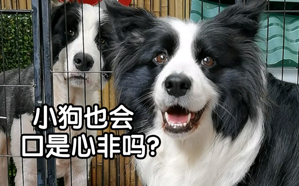 Do puppies ever say one thing but mean another? - BiliBili