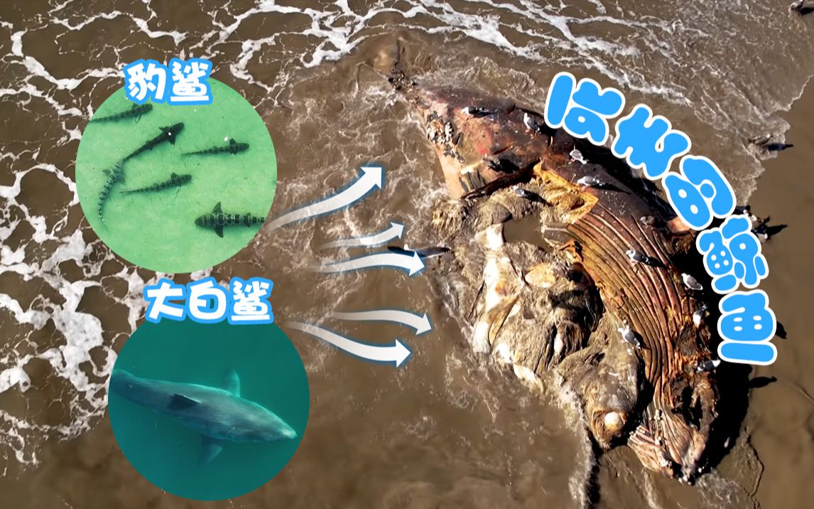 When a Whale Falls, Life Thrives: A Whale Carcass Draws in Great White ...
