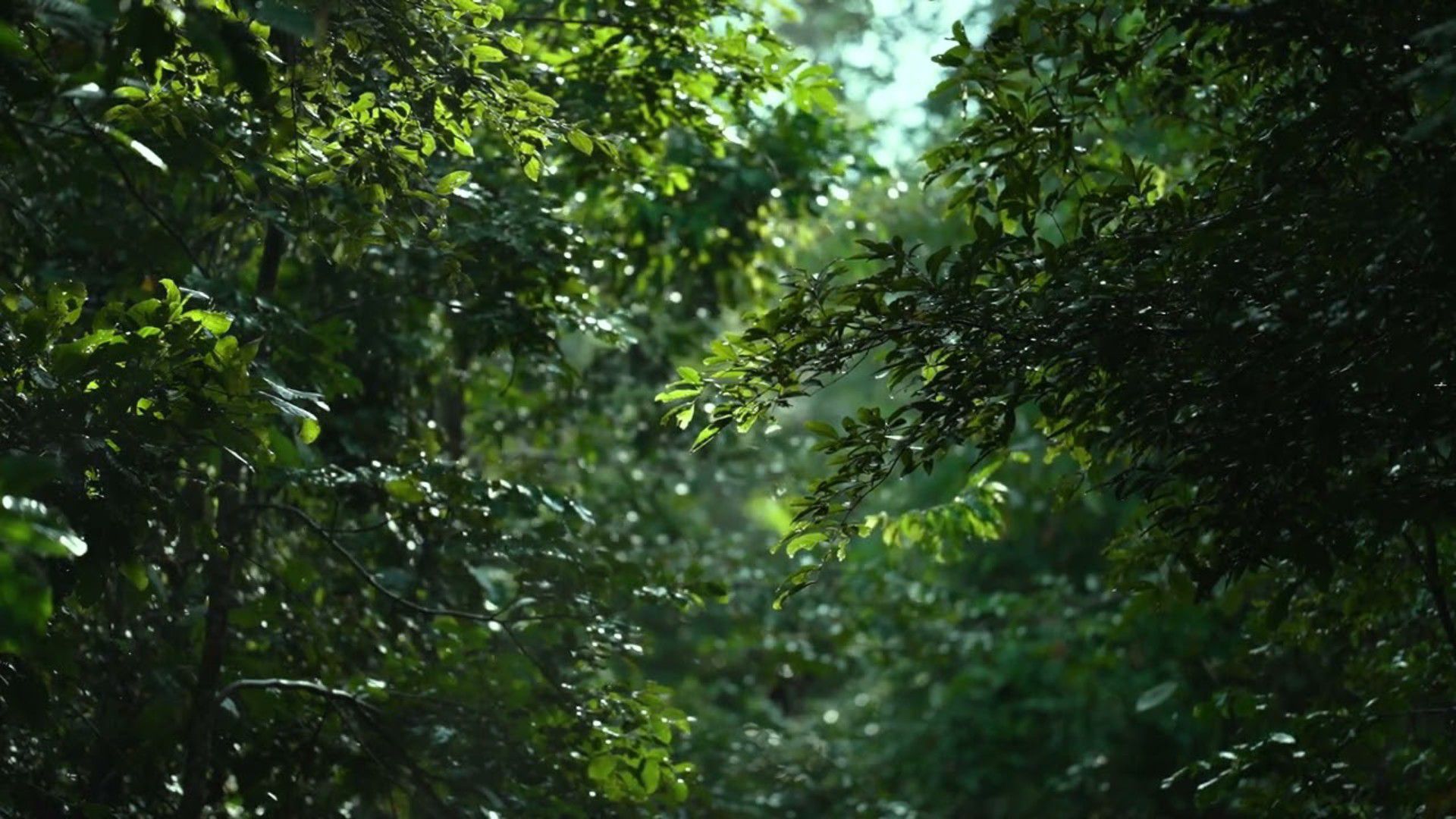 Rain Forest Sound | Bird Sound | Peaceful Sound | Nature Sound for ...