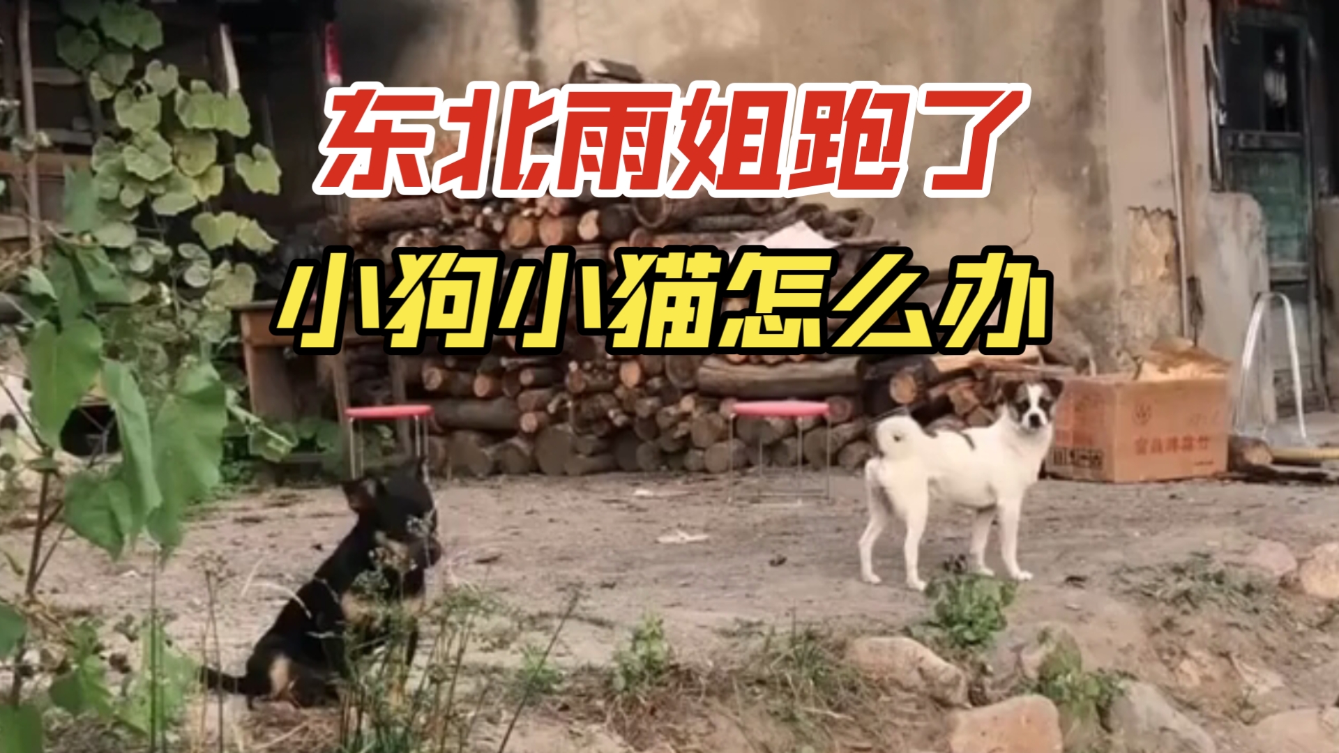 In this Truman Show, only the abandoned ones take it seriously. - BiliBili