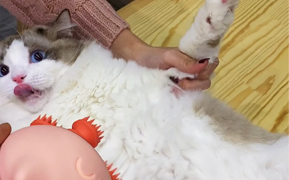 Let’s Have a Fancy Cat-Scratching Competition! - BiliBili