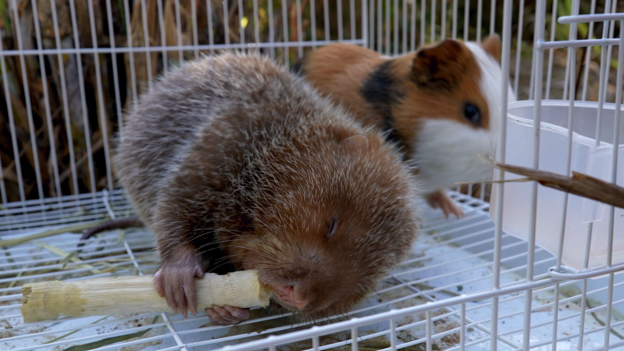 Hua Nong Brothers Take Their Guinea Pig to Hang Out with Bamboo Rats ...