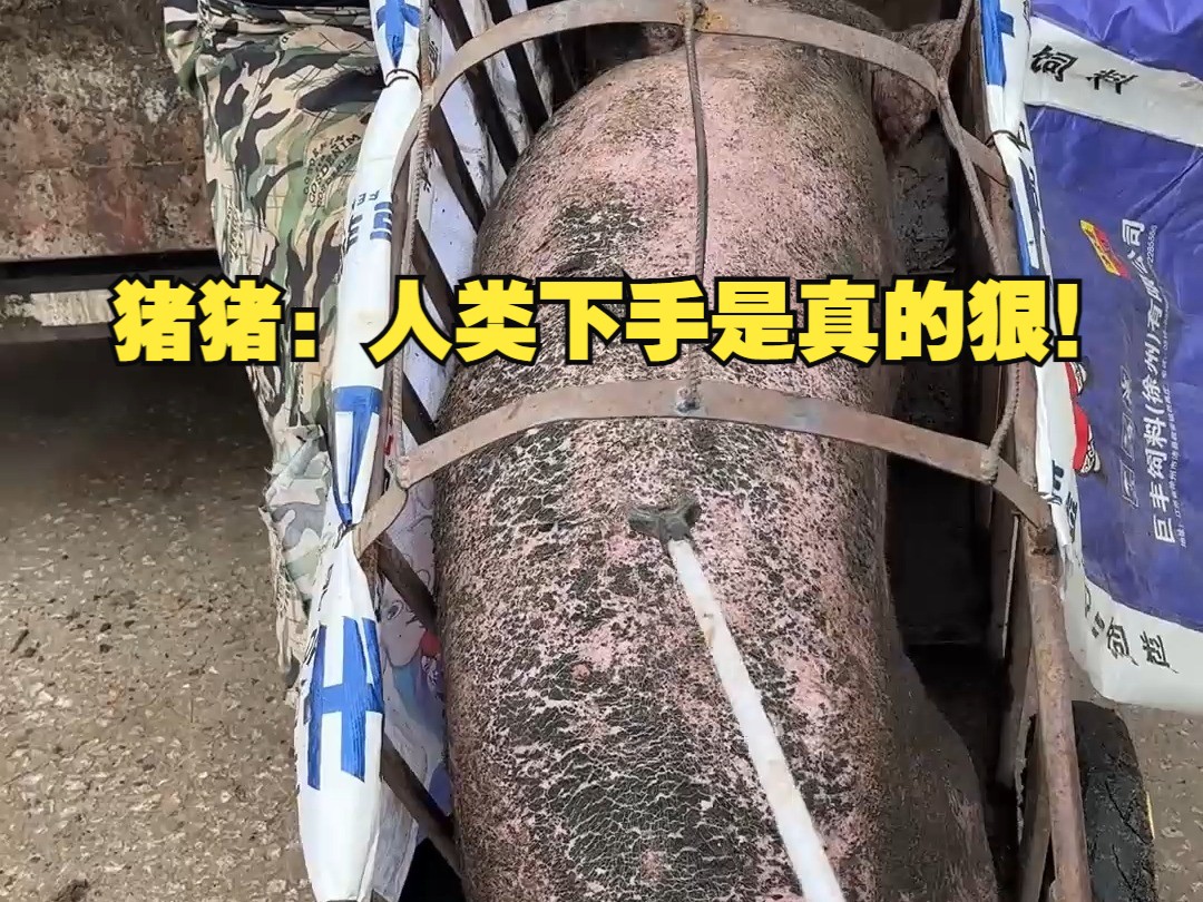 Zhu Zhu: Humans really know how to go all in! - BiliBili