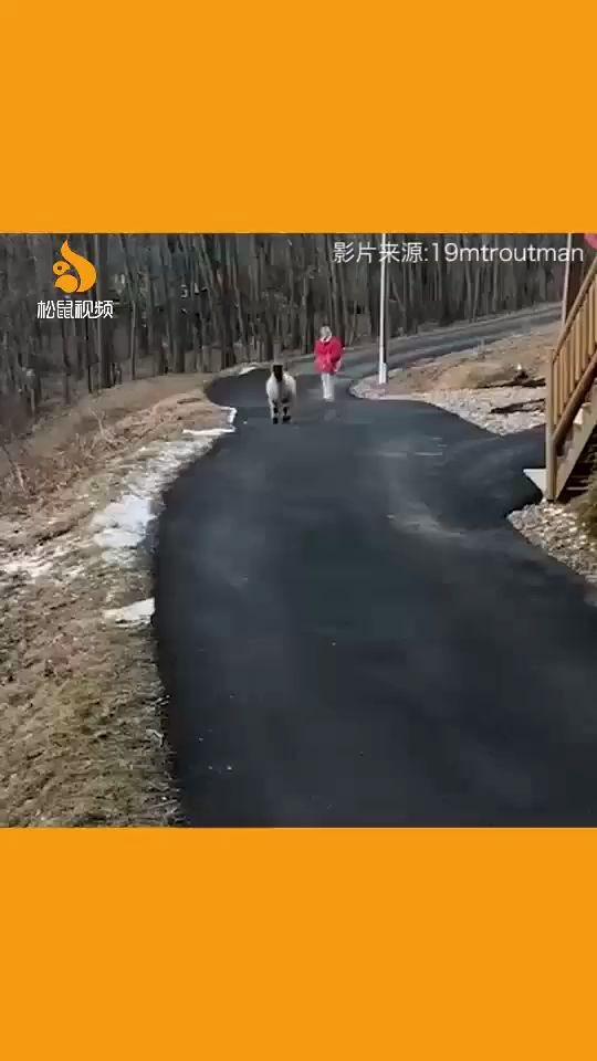 Momen menyentuh: Seorang pria di luar negeri memelihara seekor domba ...