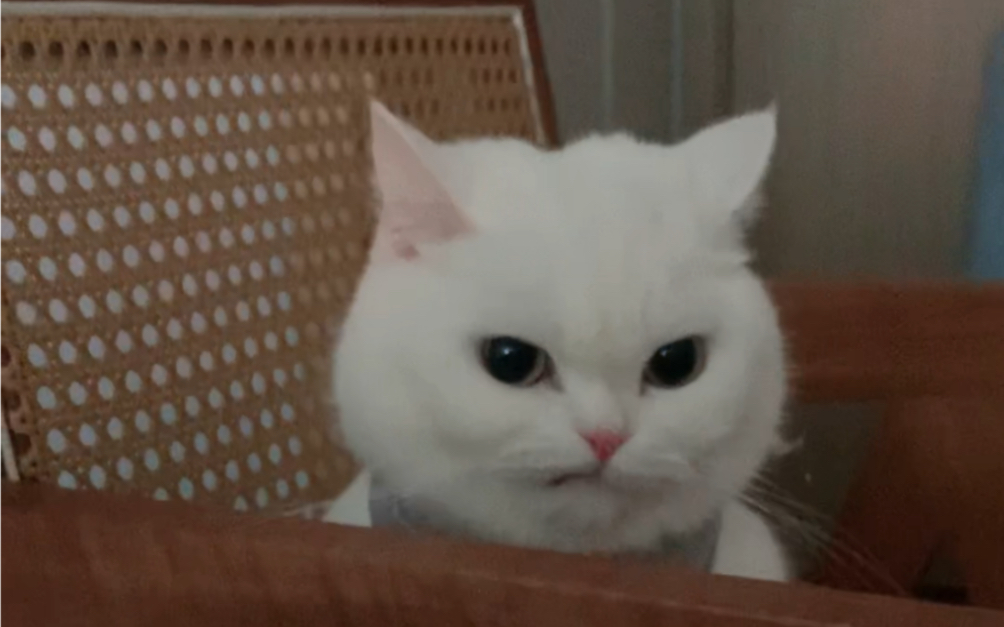 All attitude in their eyes - BiliBili