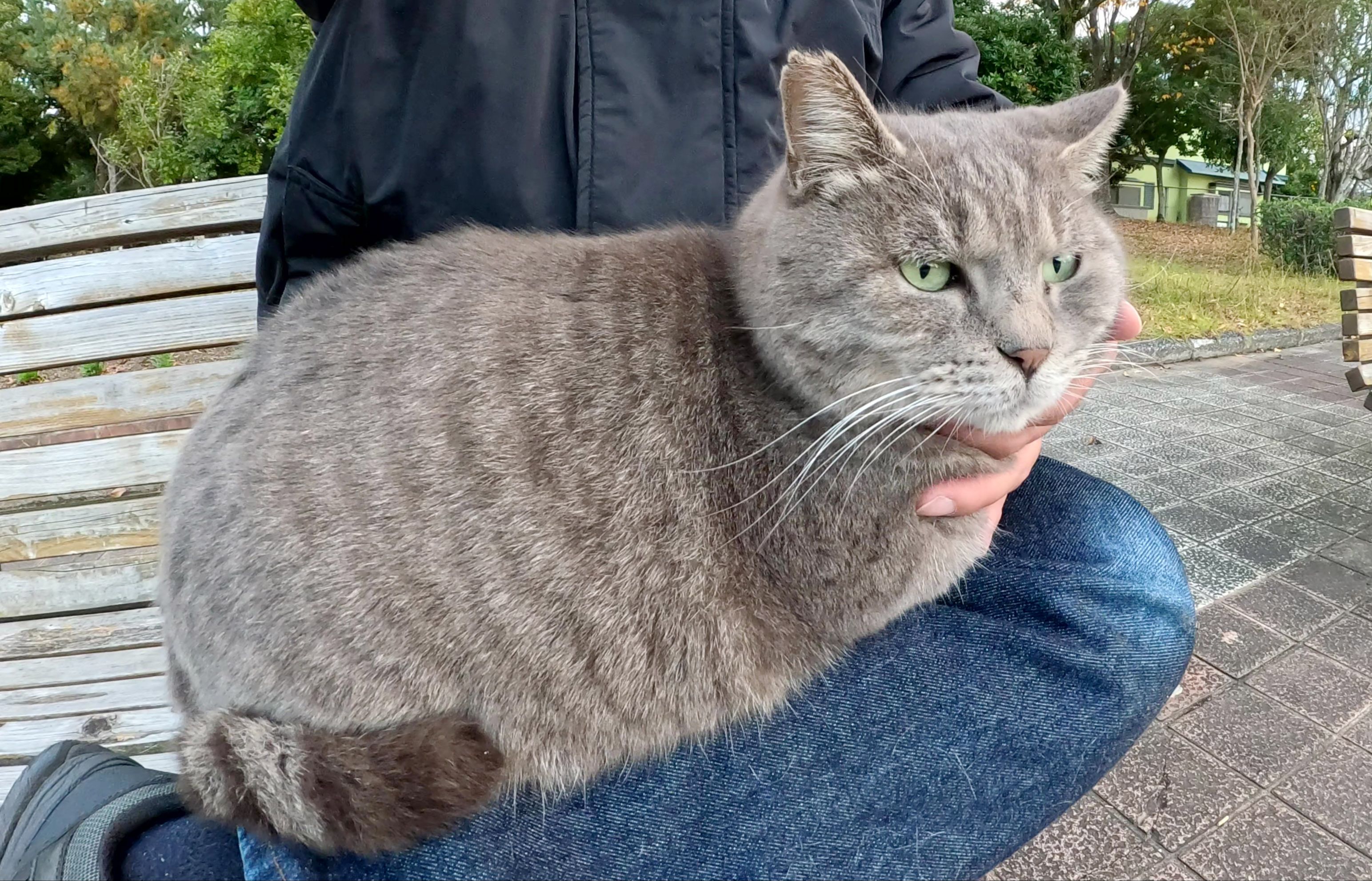As I sat on the bench, a chubby gray cat climbed onto my lap to warm up ...