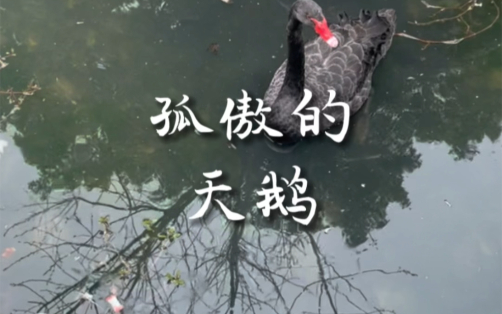 Amid the chaos around you, let yourself drift alone in the misty rain ...