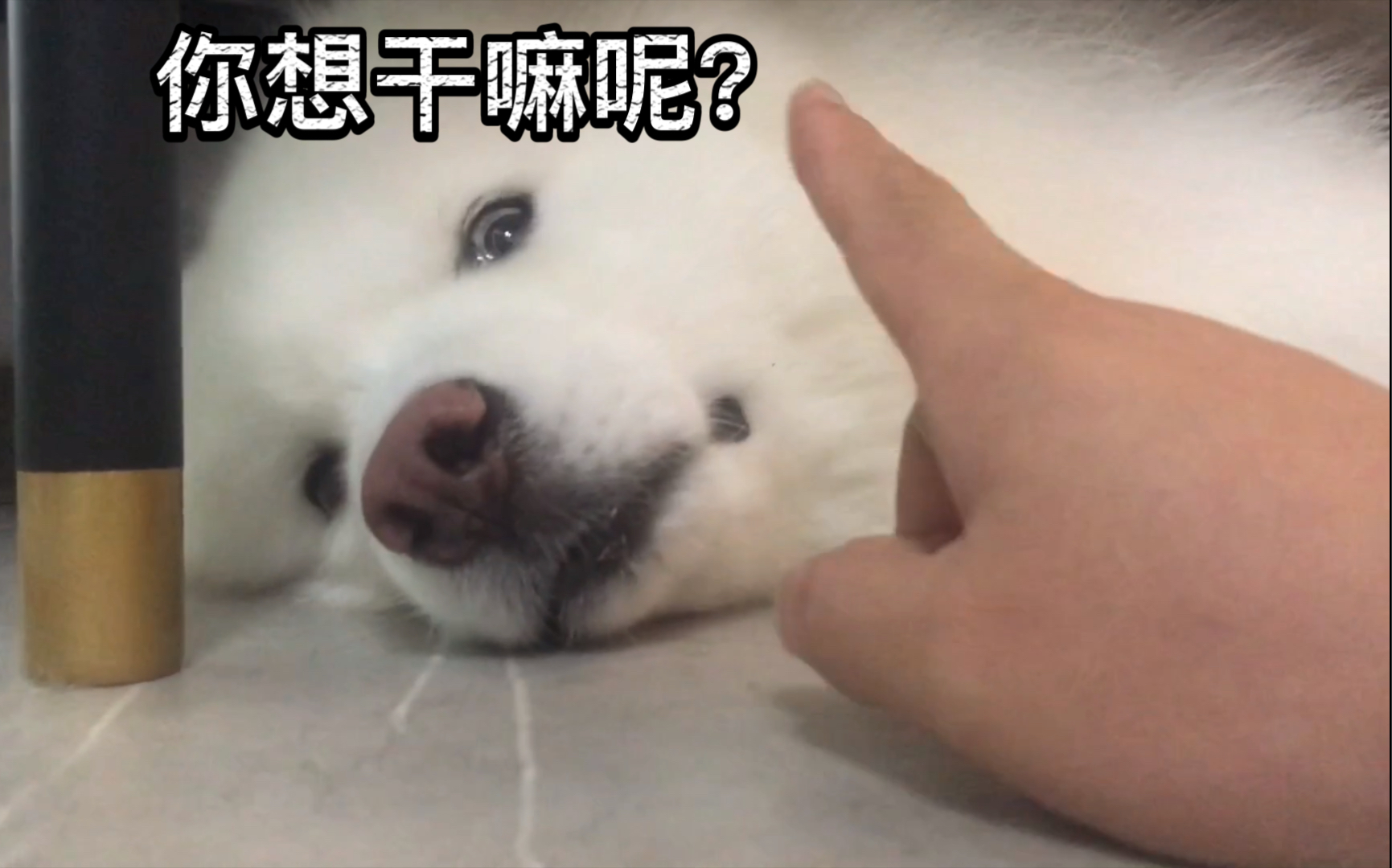 When you keep harassing the dog! Haha - BiliBili