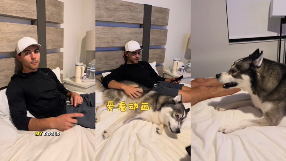 Huskies Who Absolutely Love Watching the Cartoon “Bluey” 🤣 - BiliBili