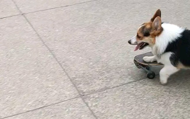 I actually watched a corgi on a skateboard for 30 minutes! - BiliBili
