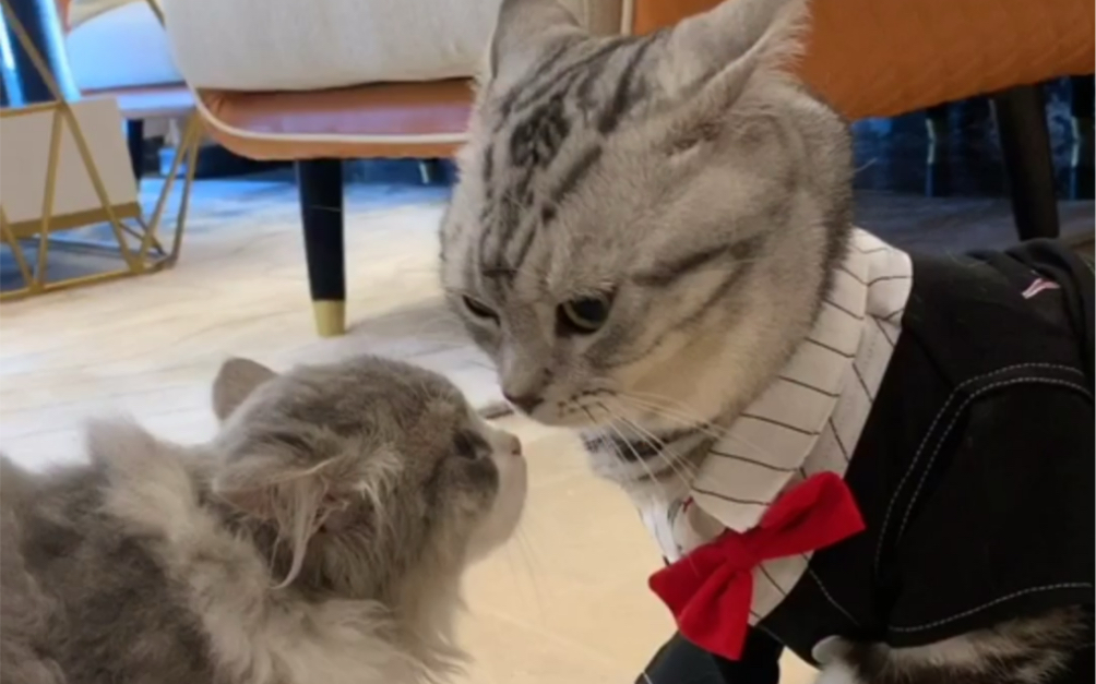 The Allure of the Male Cat~ - BiliBili