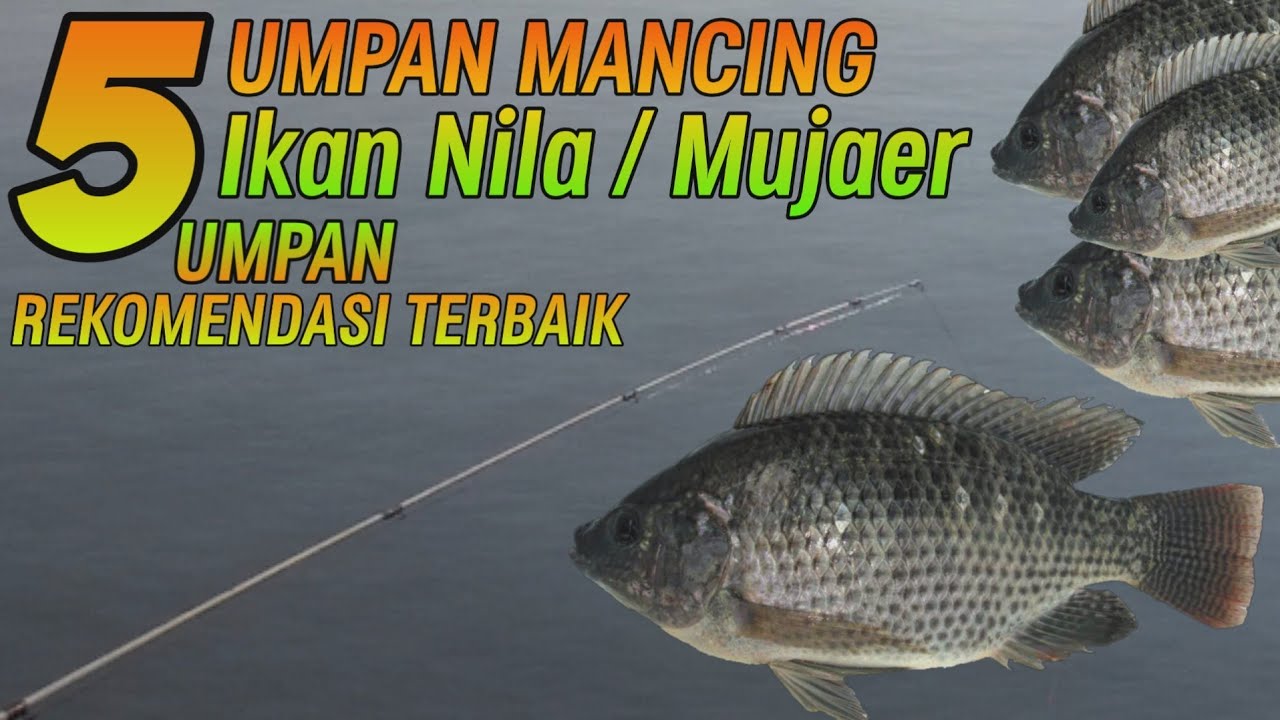 5 Umpan Jitu Mancing Ikan Nila dan Mujaer | Mancing Nila ( 5 Tilapia ...