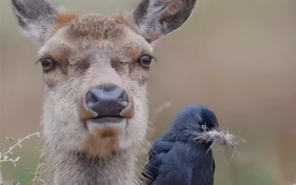Animals Helping Each Other - BiliBili