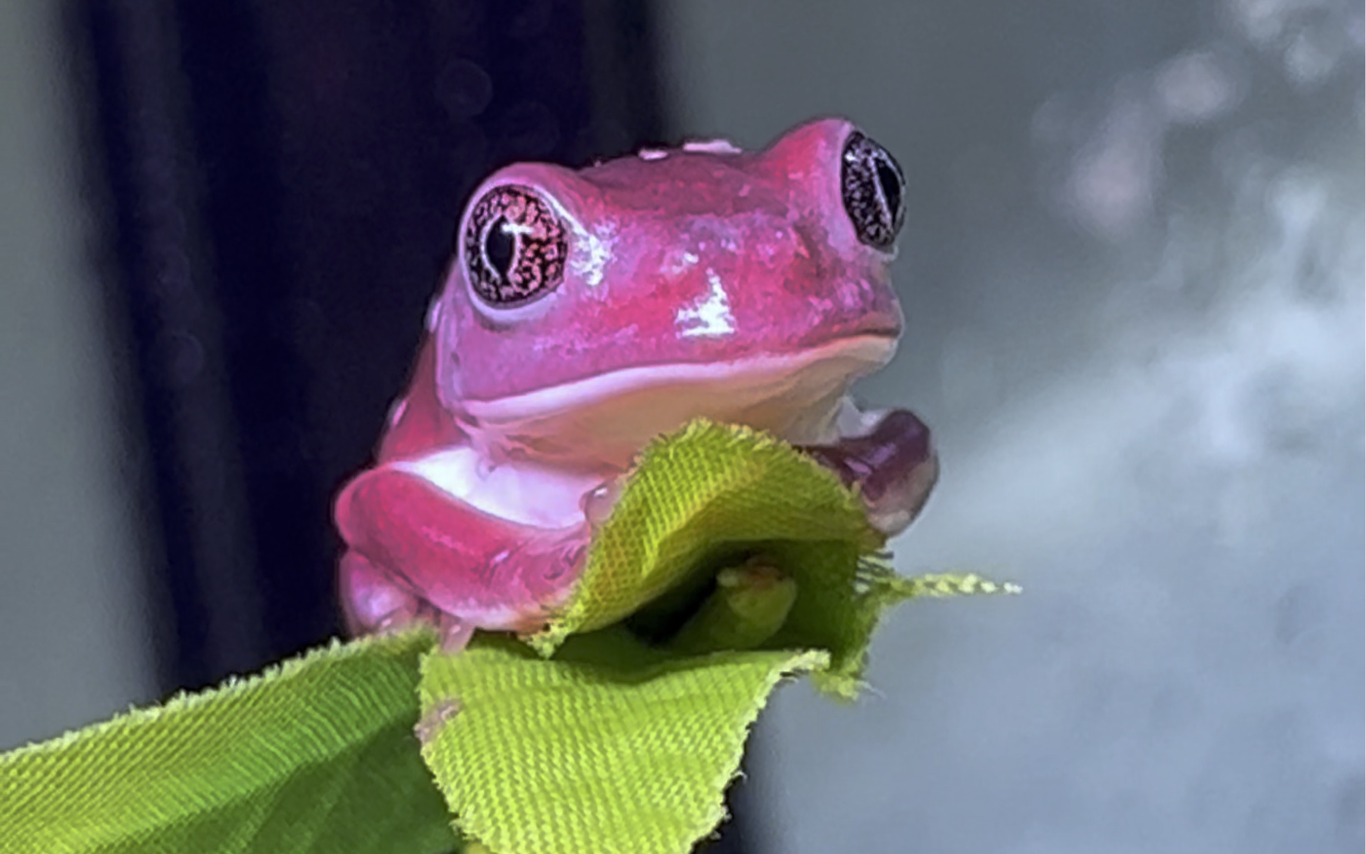 Come check out my new monster—help me come up with a name! - BiliBili