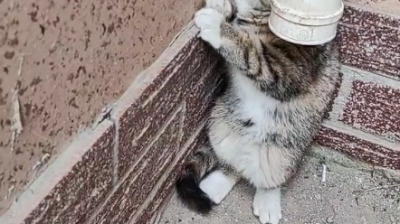 This stray kitten, probably only a month or two old, has been here for ...