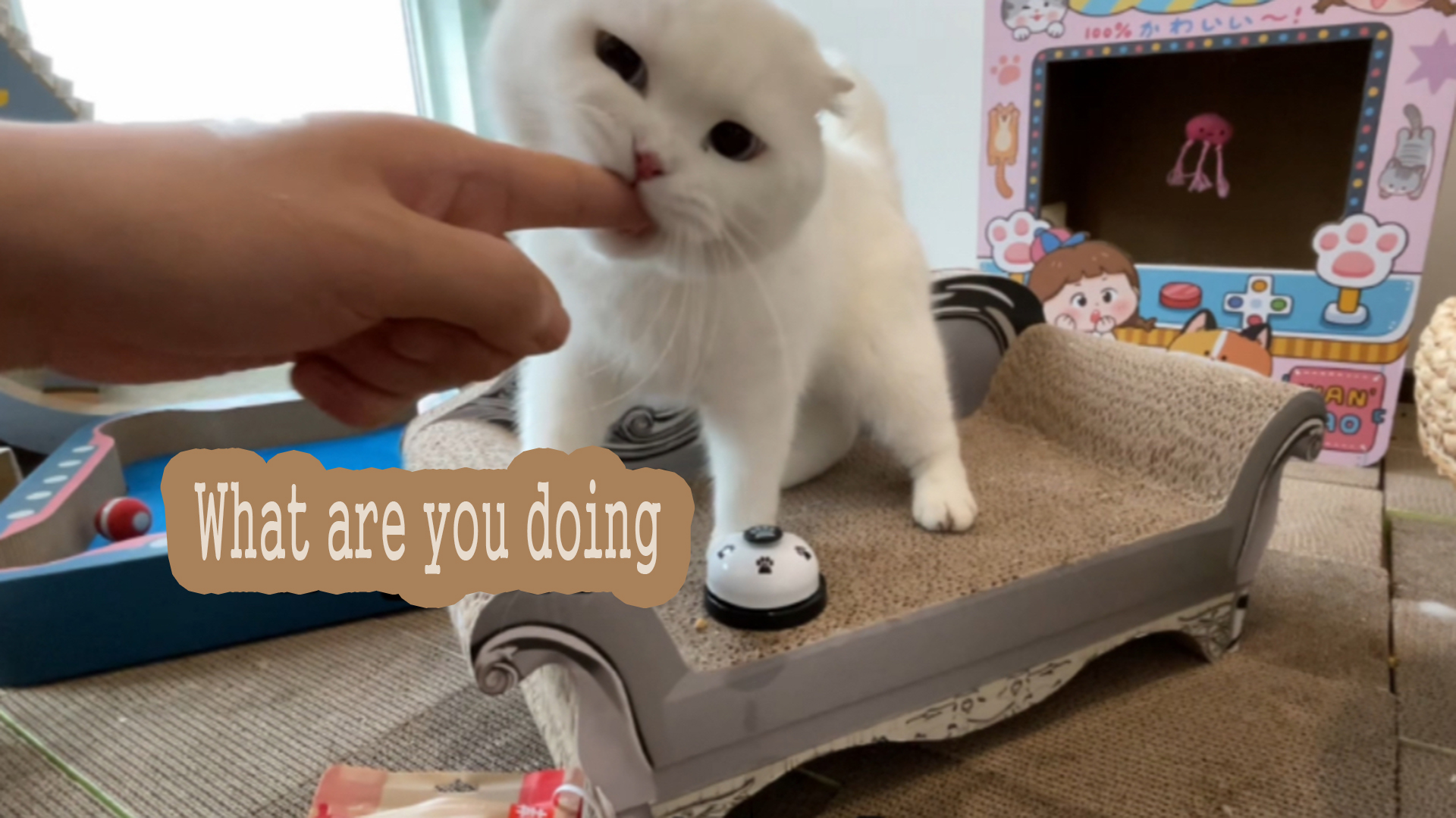 Training the Cat: What to Do with Your IQ… - Bilibili