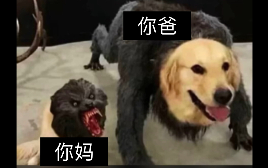 Silly Memes | Real Life Is Like... - BiliBili