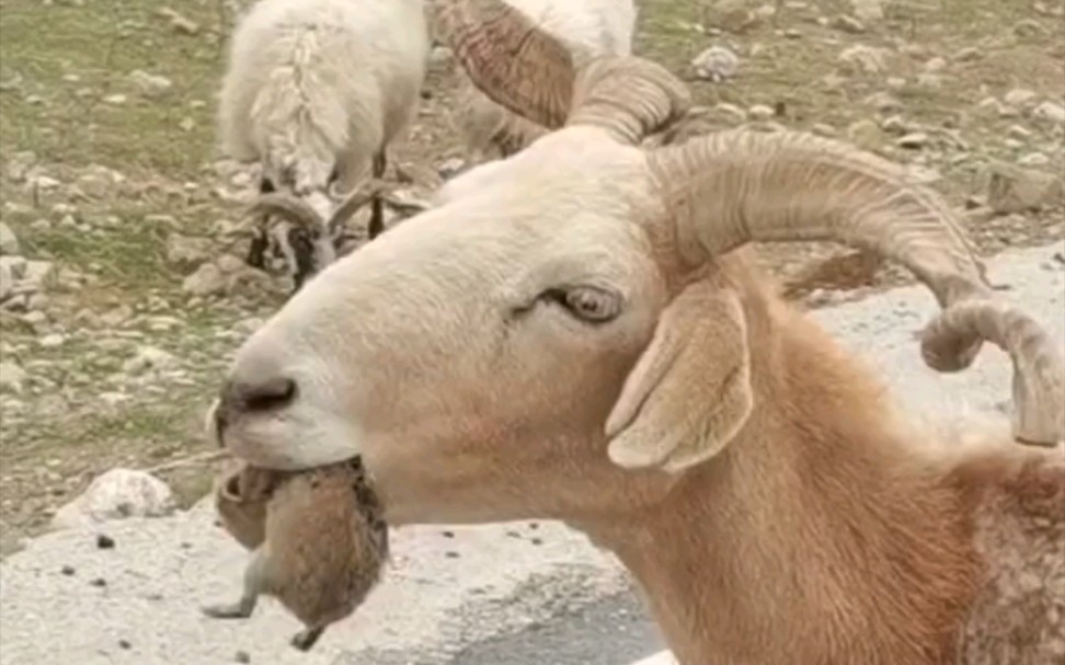 Rare: Sheep Eating a Mouse - BiliBili
