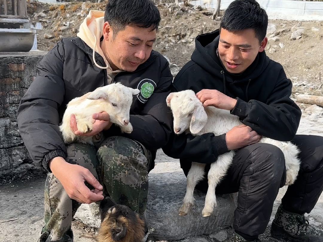 Most of the big pigs have already been sold—let’s whip up a carp soup ...