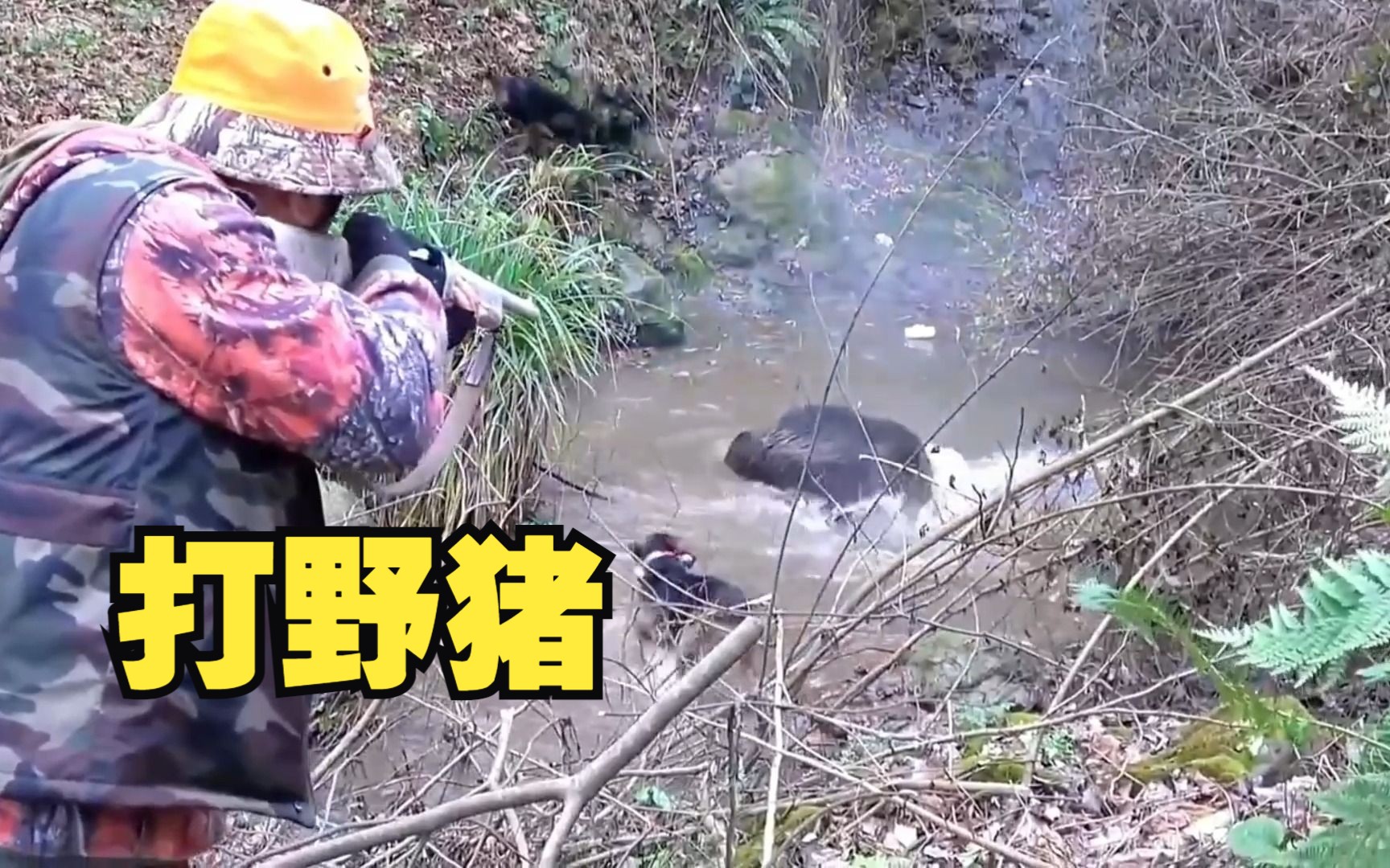 Wild Boars Run Rampant Overseas: Hunter x Hunter Leads Hunting Dogs in ...