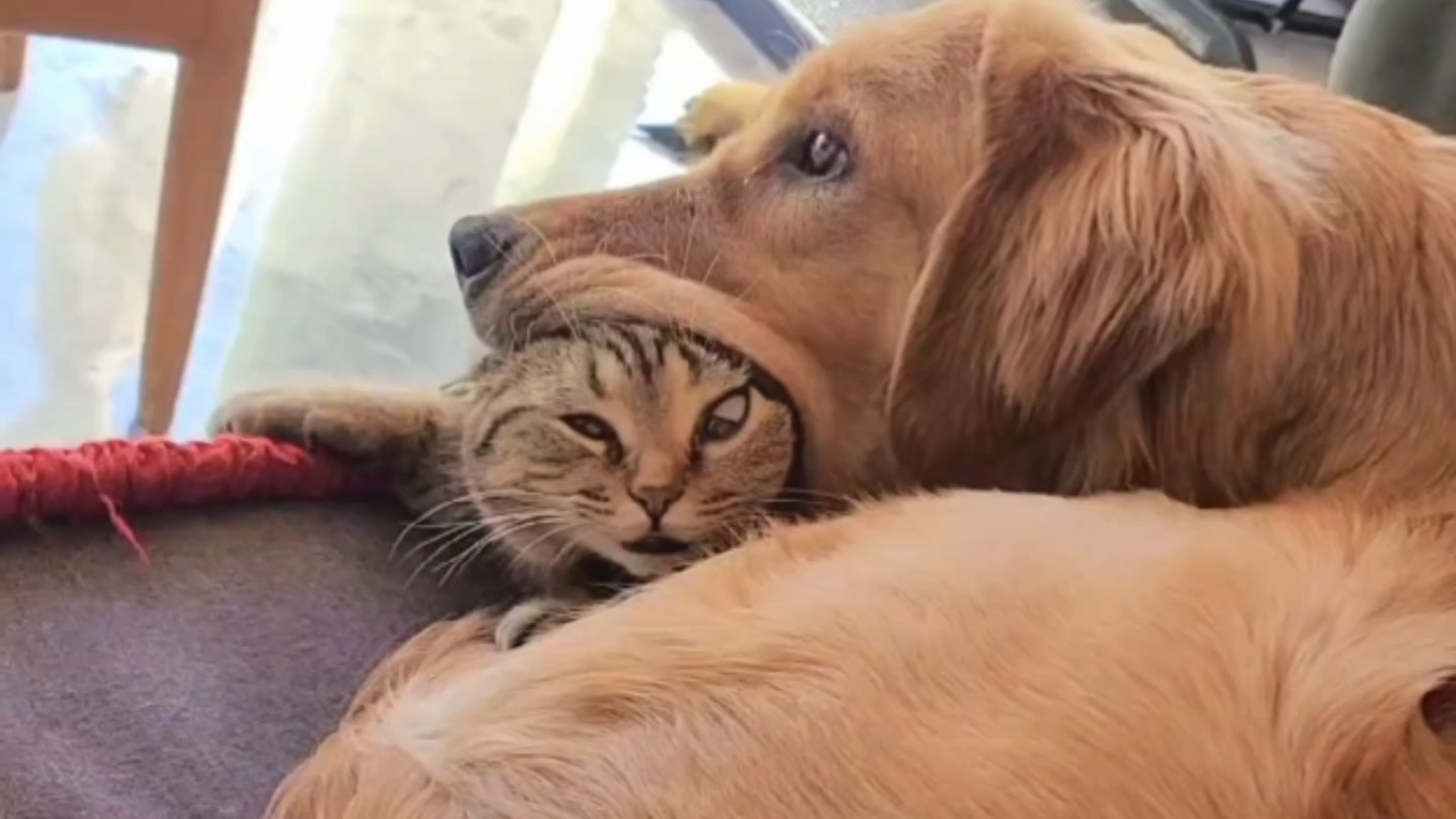 There’s a reason cats dislike dogs! - BiliBili