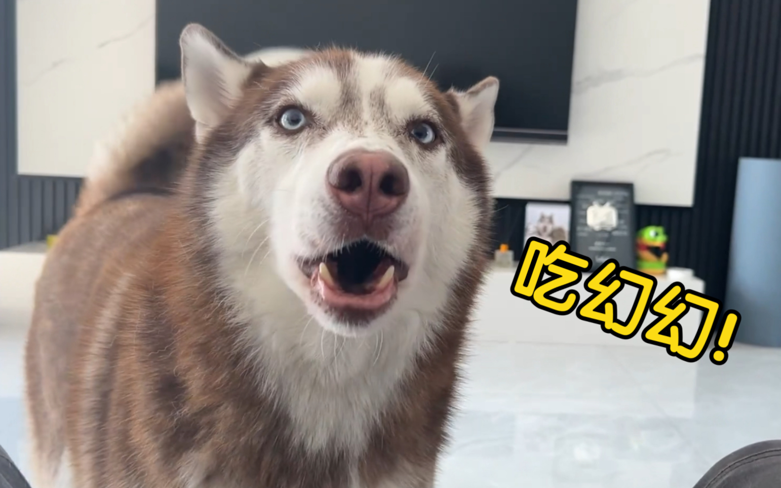 The standard trick for a husky begging for food: nagging + puppy-dog ...