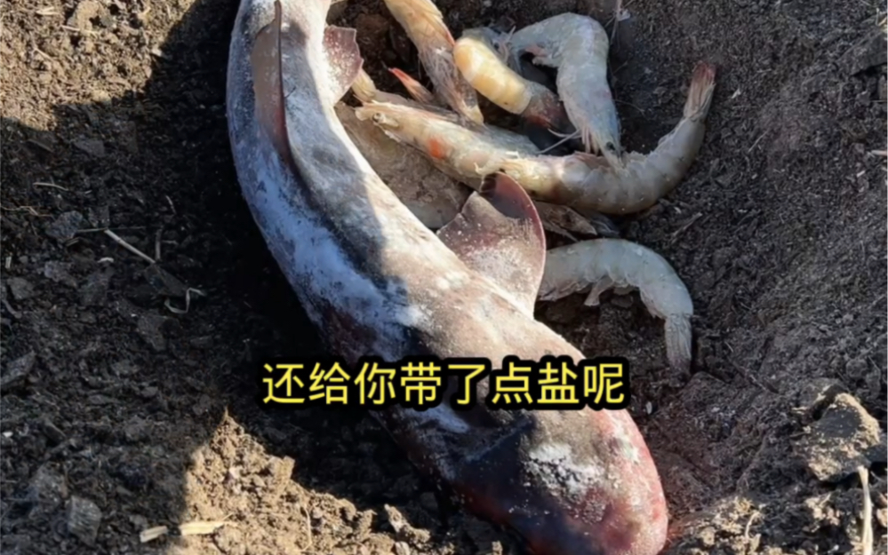 Hiu yang pernah selamat dari maut ternyata mati karena petasan! - Bstation