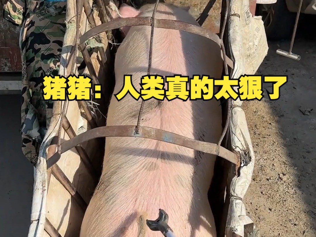 Zhu Zhu: Humans are just so ruthless! - BiliBili