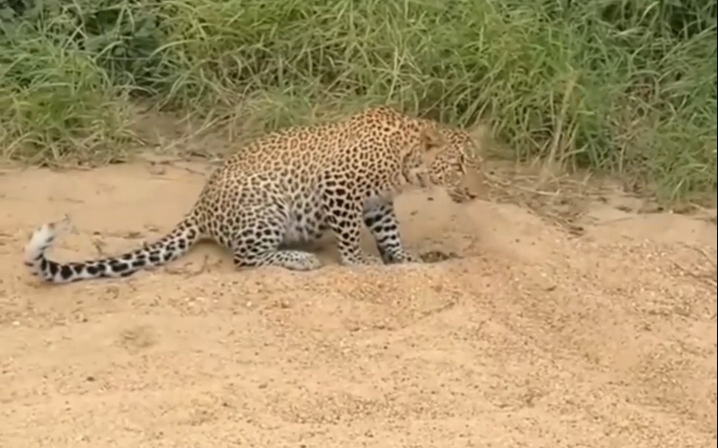 When a leopard’s hungry, it’ll even eat ducklings! - BiliBili