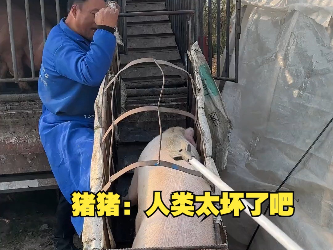 Zhu Zhu: Humans are so mean! - BiliBili