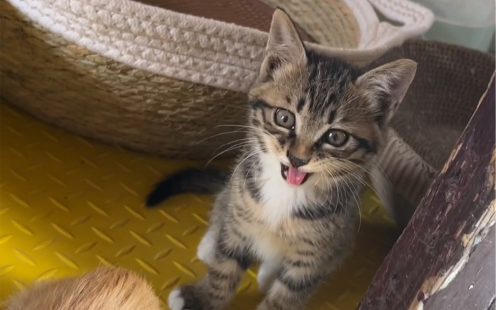 Before you get this pastoral “monster,” make sure you do your homework ...