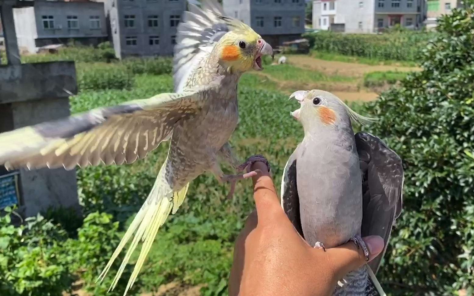 A parrot flies over—Little Gray: “How did you end up on my owner’s hand ...