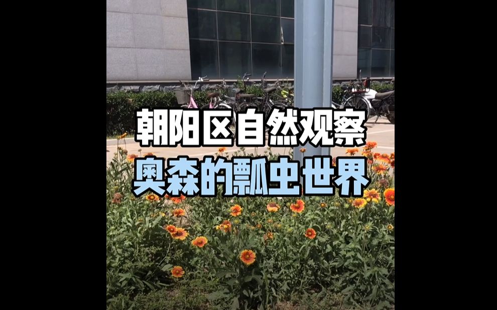 [Beijing Chaoyang District Nature Watch] The Ladybug World in Olympic ...