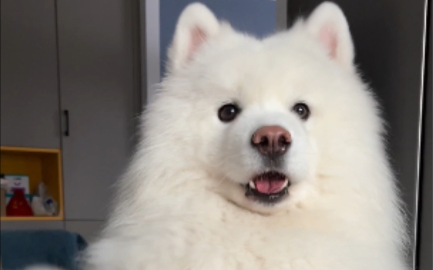 I’m a first-time dog owner and still figuring things out—does your pup ...