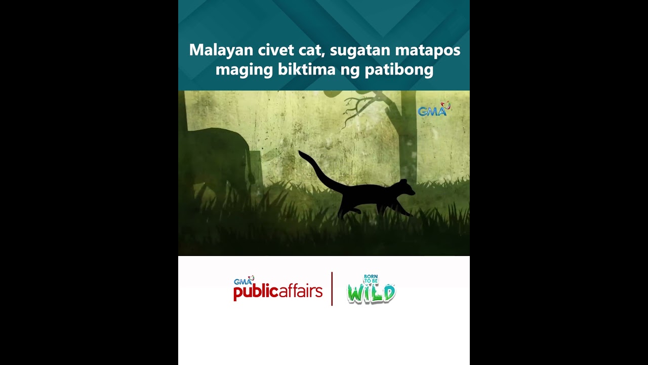 Malayan civet cat, sugatan matapos maging biktima ng patibong | Born to ...