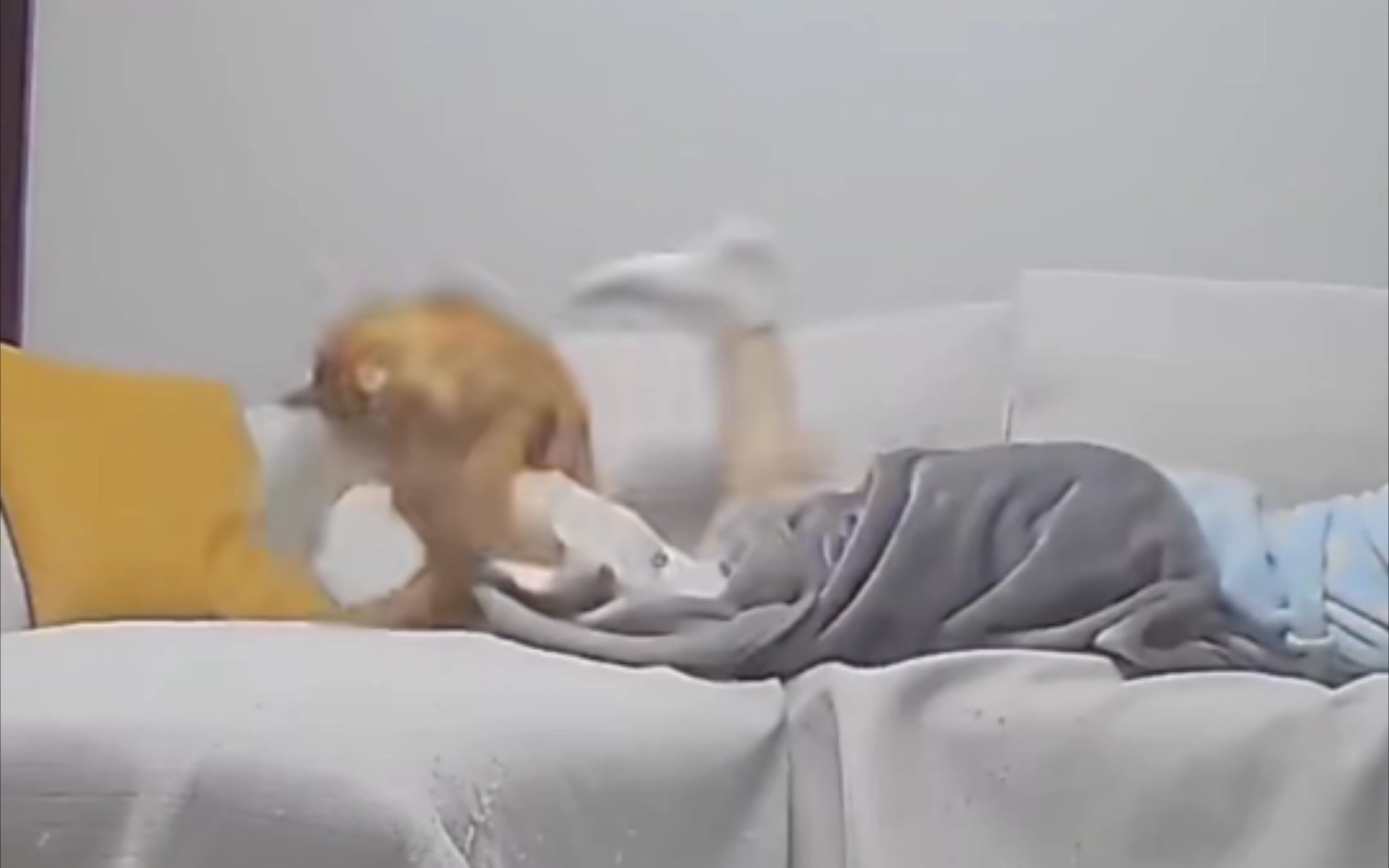 “Looks like the cat’s met its match in life!!” - BiliBili