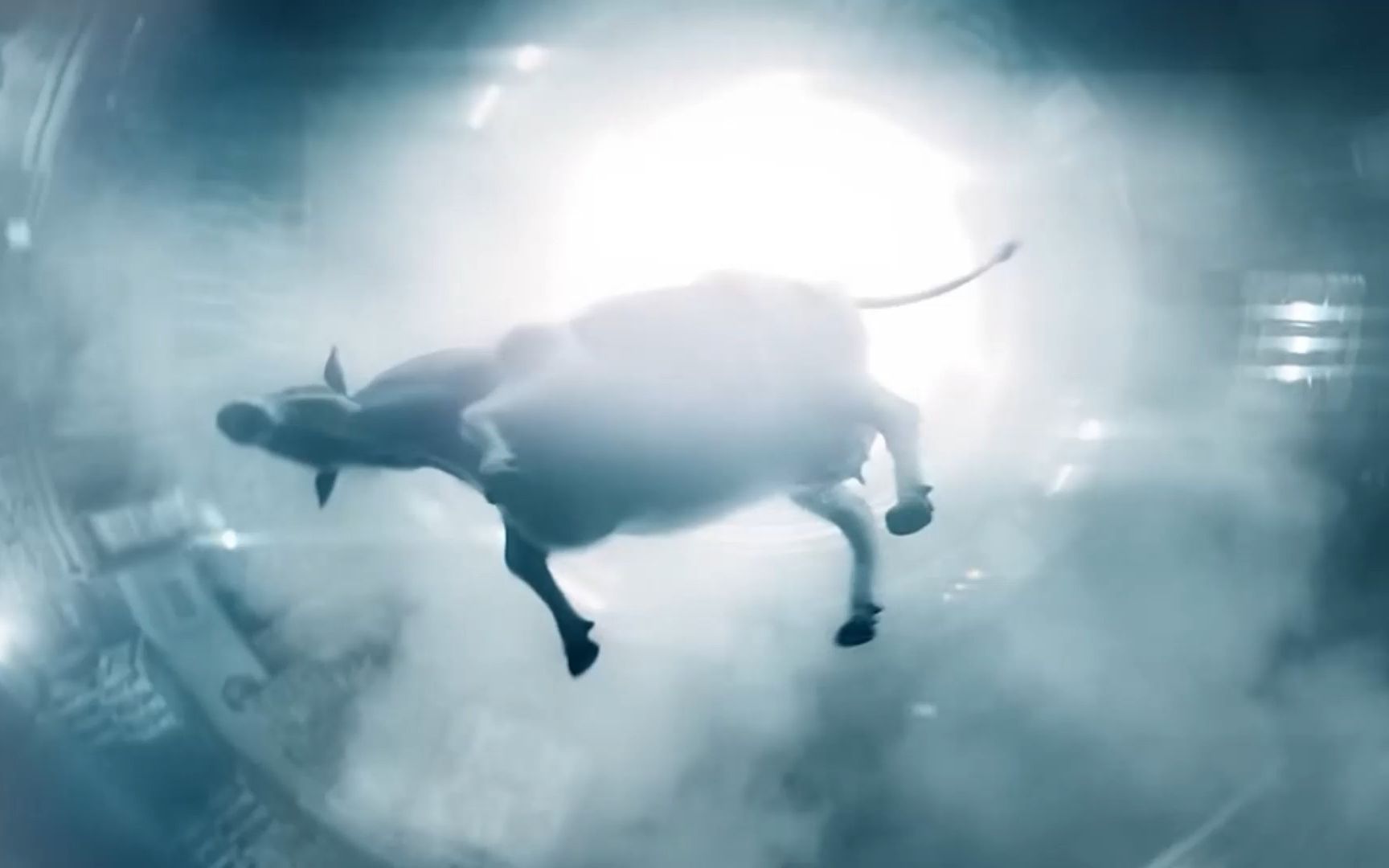 Farm Cow Suddenly Starts Talking Human Language, Claims to Be an Alien ...