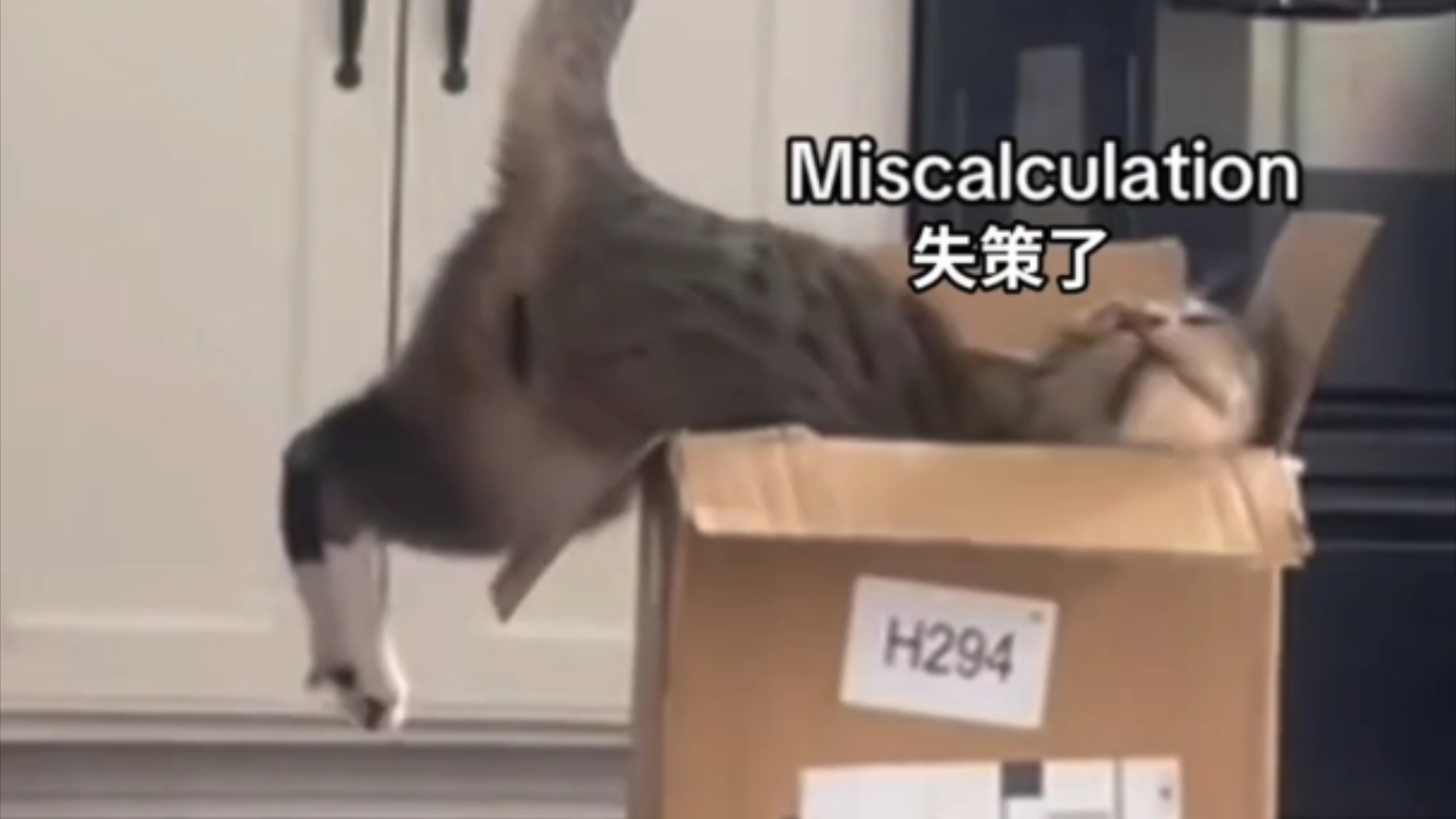 Cat and Owner Challenge: Who Can Jump Into the Biggest Box First ...