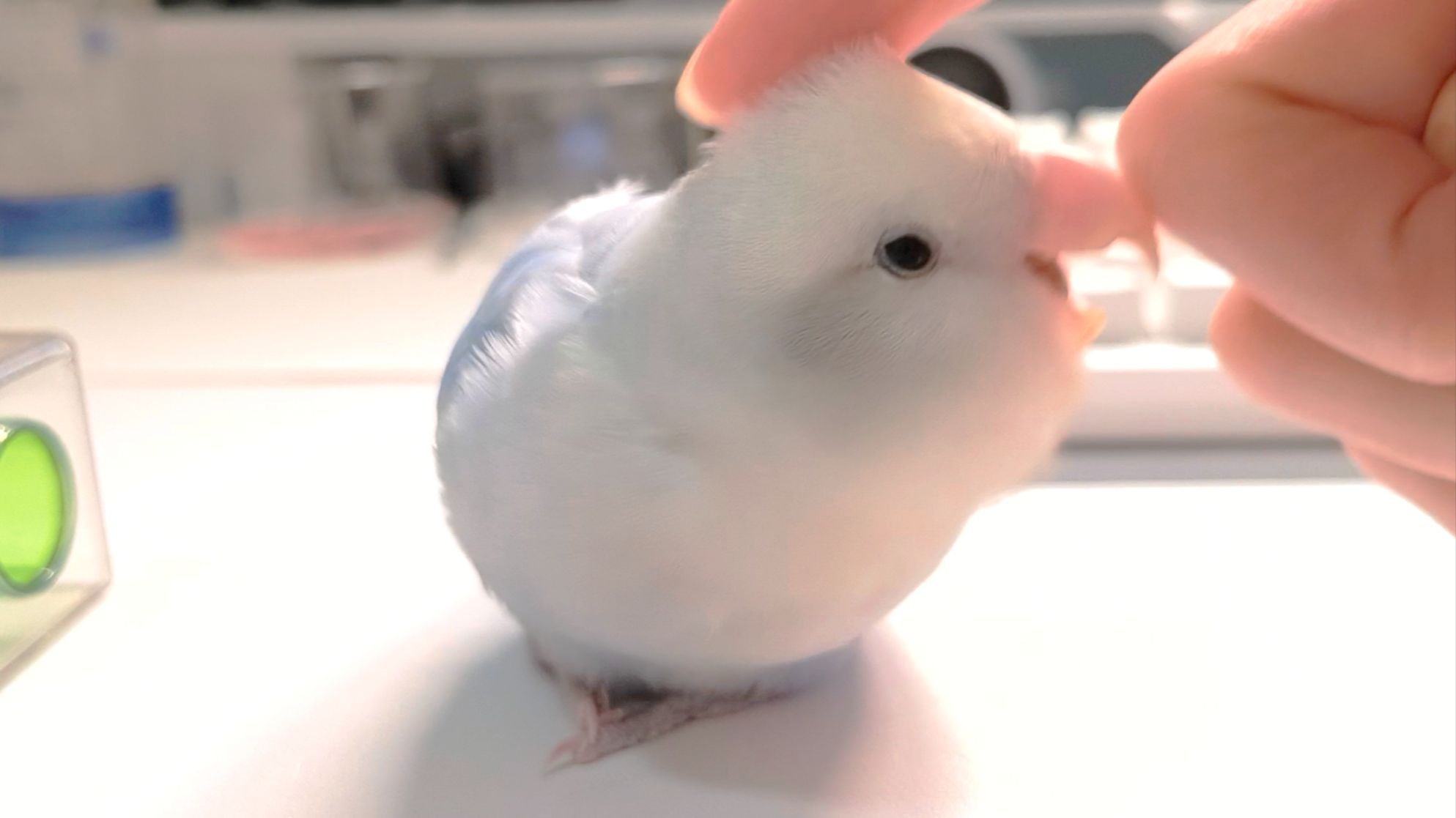 Using my pocket money to give the little bird a massage—how long will ...