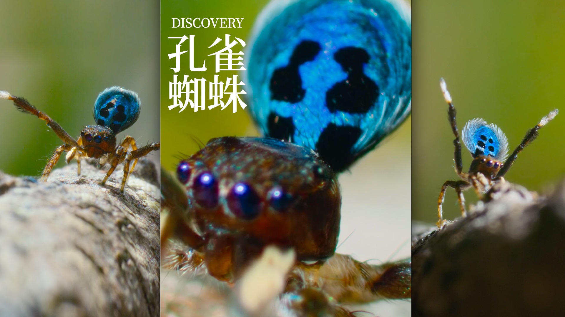 For those who’ve never seen a peacock spider 🕷️ - BiliBili