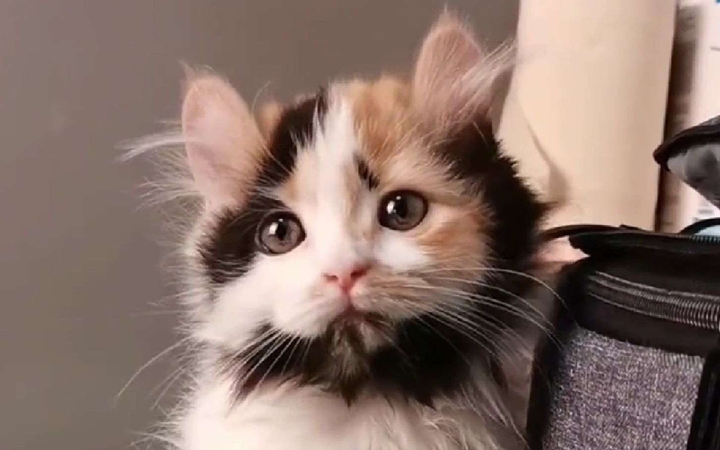 Life is cute and quirky, and Mimi’s just plain weird~ - BiliBili