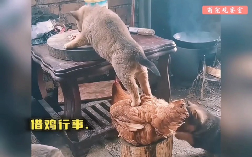 “Hilarious eating showdowns between cats and dogs: speed is attitude ...