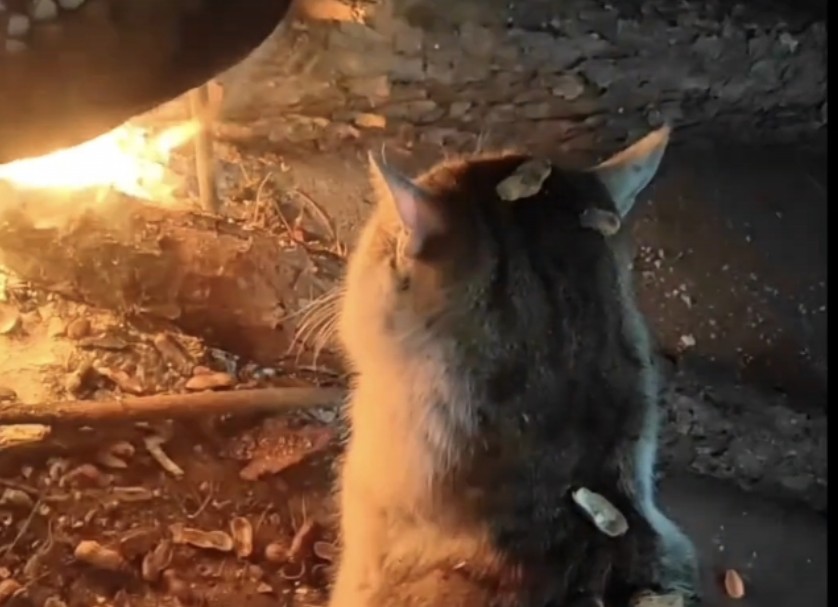 Even fluffy kittens get cold! - BiliBili