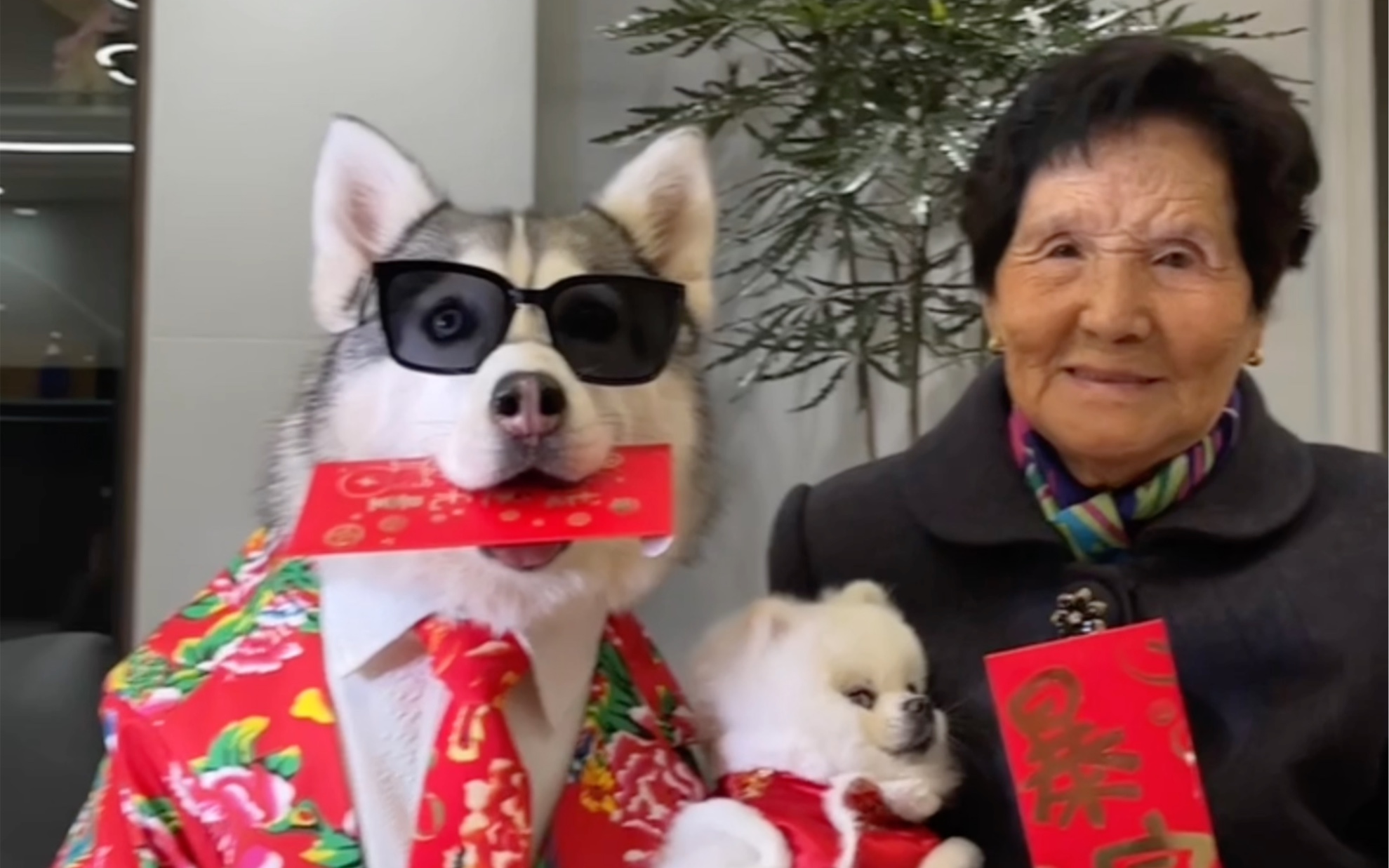 My grandma actually got a New Year’s skin for the dog! - BiliBili