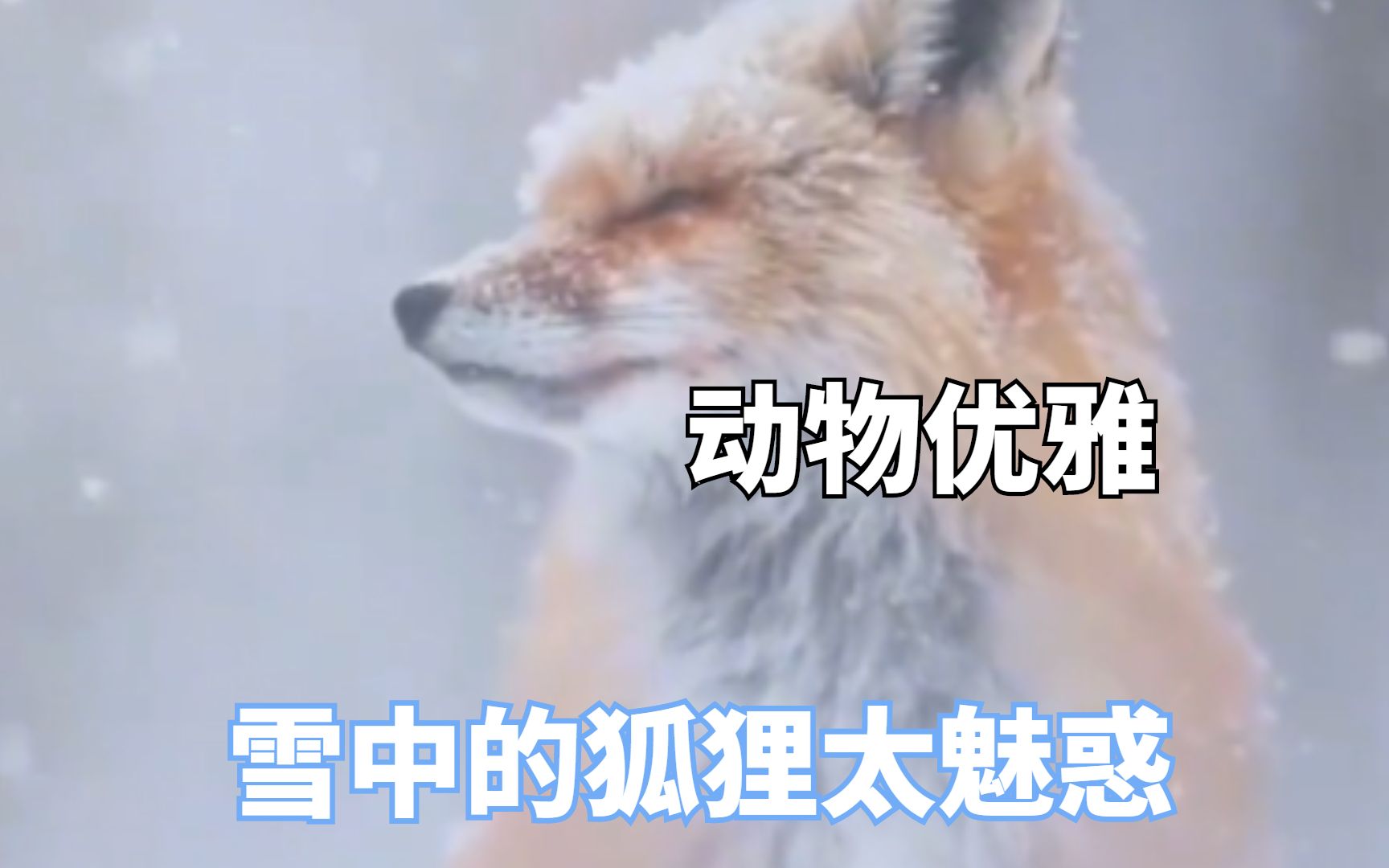 Captivated by the animal’s grace: the fox in the snow is utterly ...