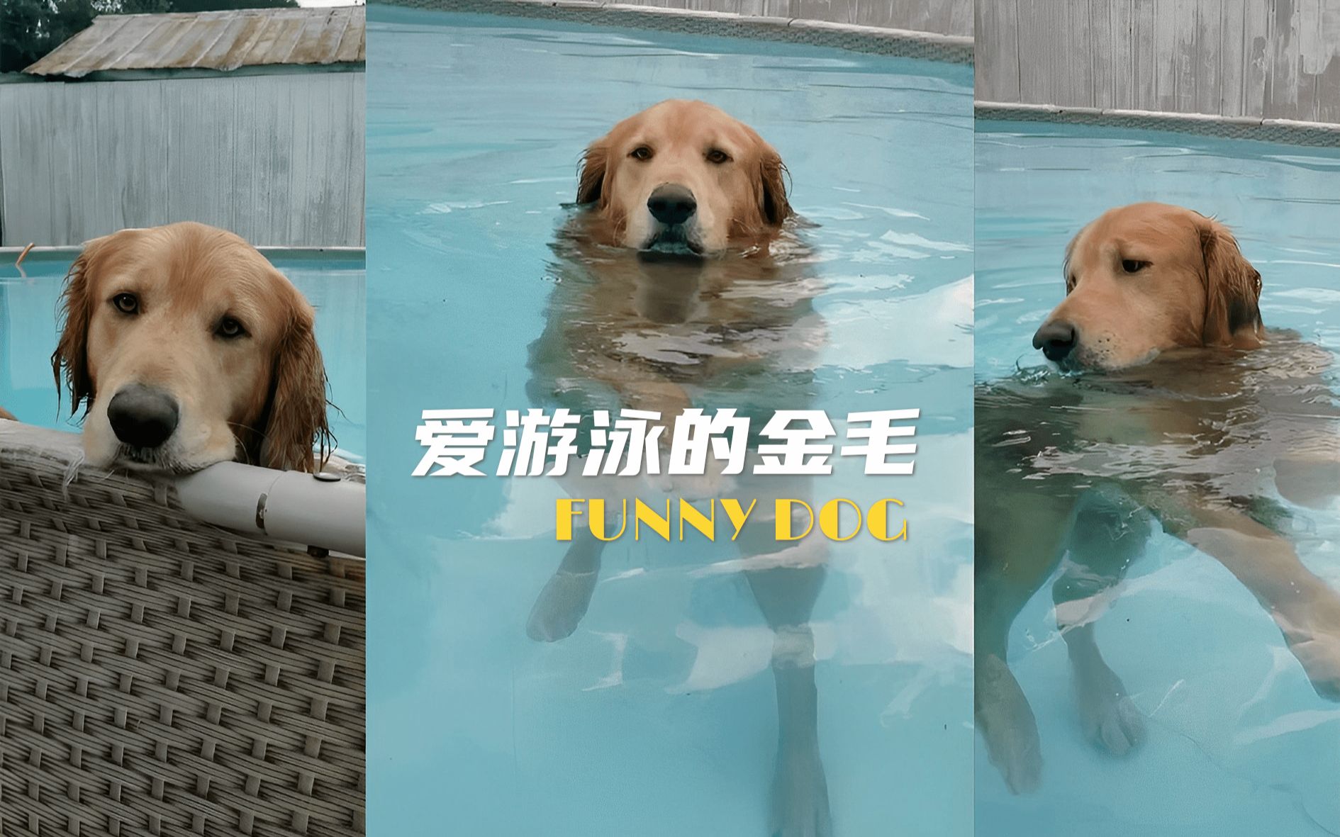 Golden Retriever: What’s so wrong with letting me swim for a bit ...