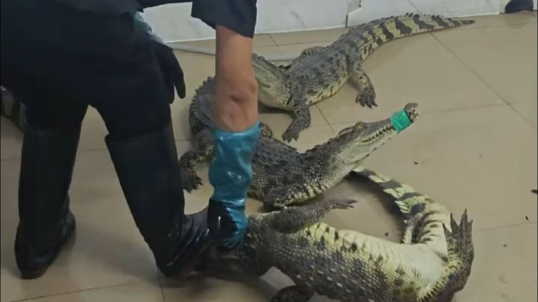 Crocodile: Humans are the real monsters. - BiliBili