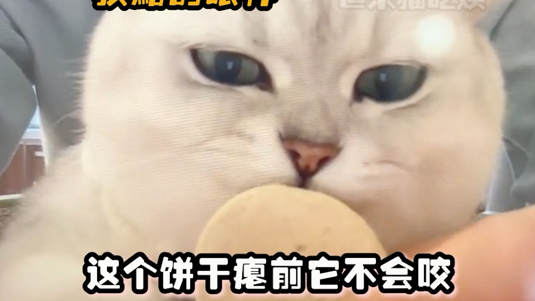 Cat: Don’t jump to conclusions about me—this 10-pound cat’s got a 9 ...