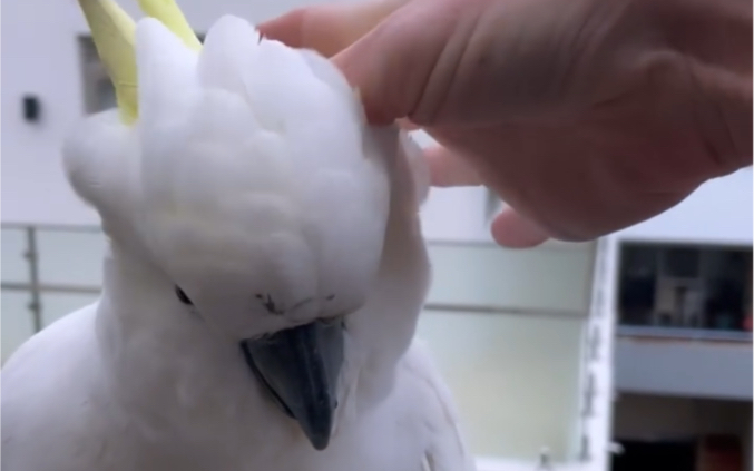 When you max out a wild Sun Conure’s affection! - BiliBili